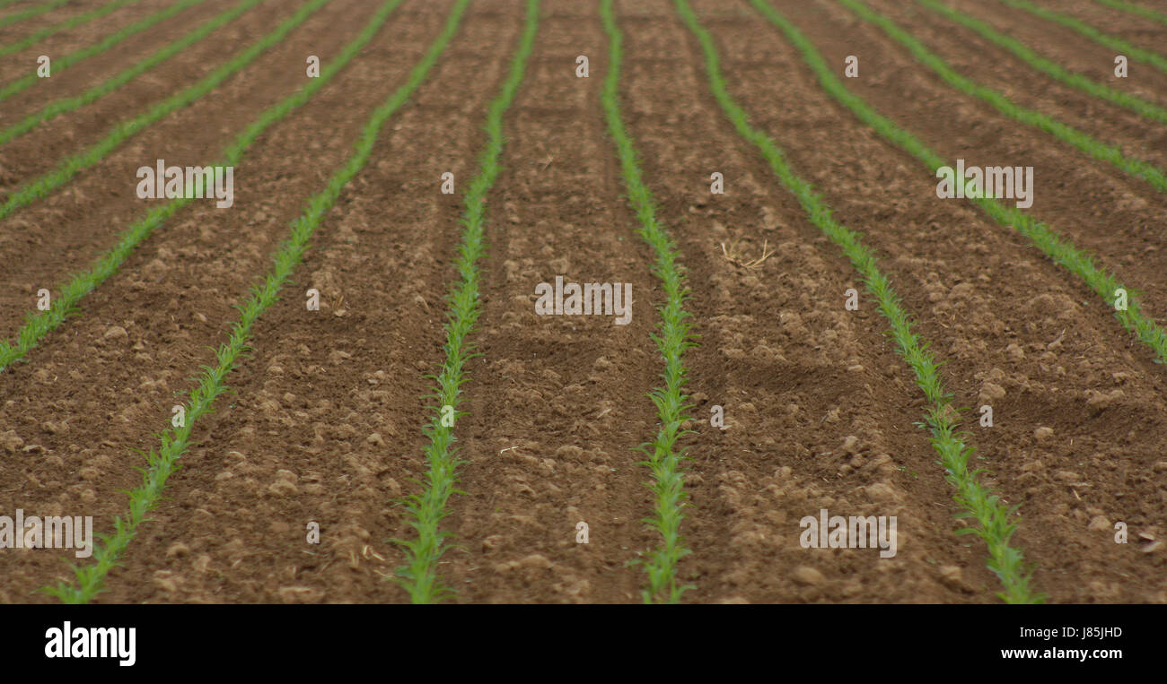 agriculture farming field acre corn growth seed green agriculture field ...