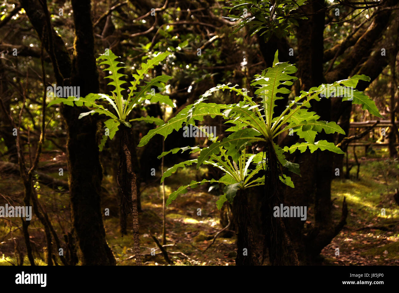 nature-sanctuary canary islands mystic rainforest rain forest isle ...