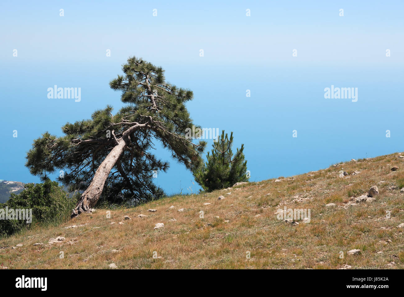 Crooked pine on mountain peak against blue sky and sea Stock Photo - Alamy