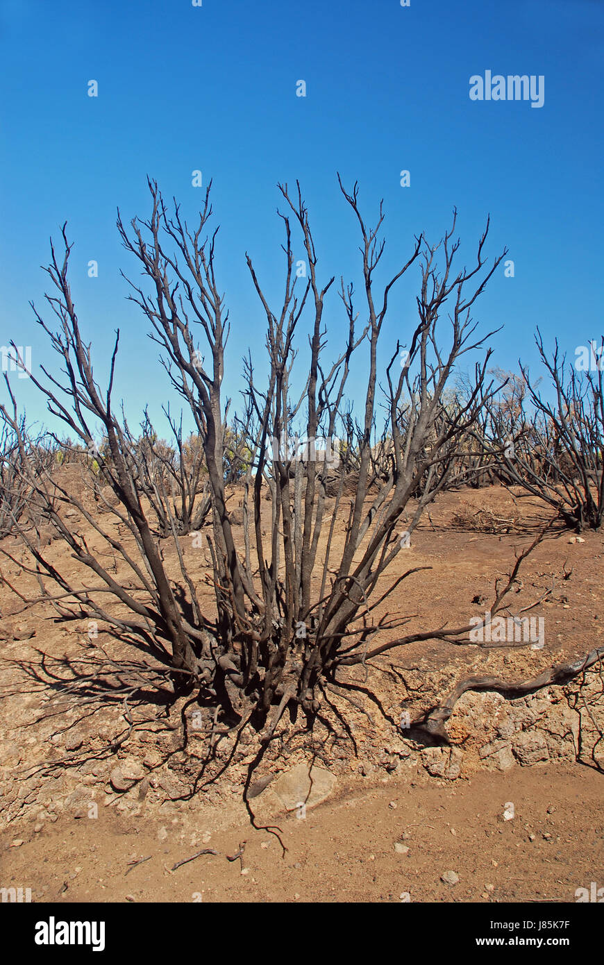 environment enviroment national park shrub fire conflagration bush ...