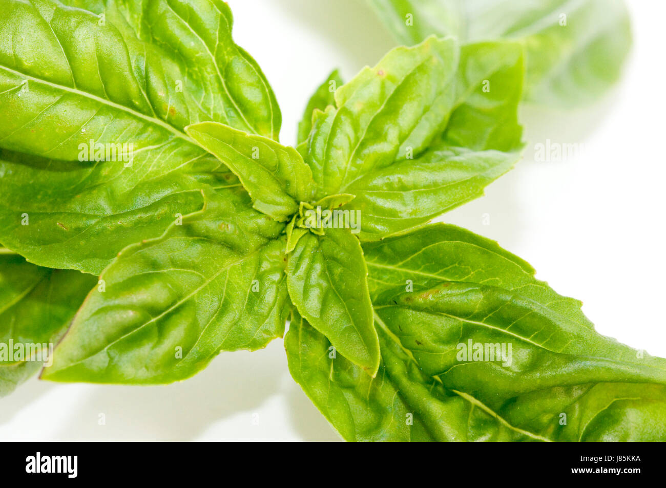 food aliment leaf health spice isolated closeup aromatic raw basil herb ...