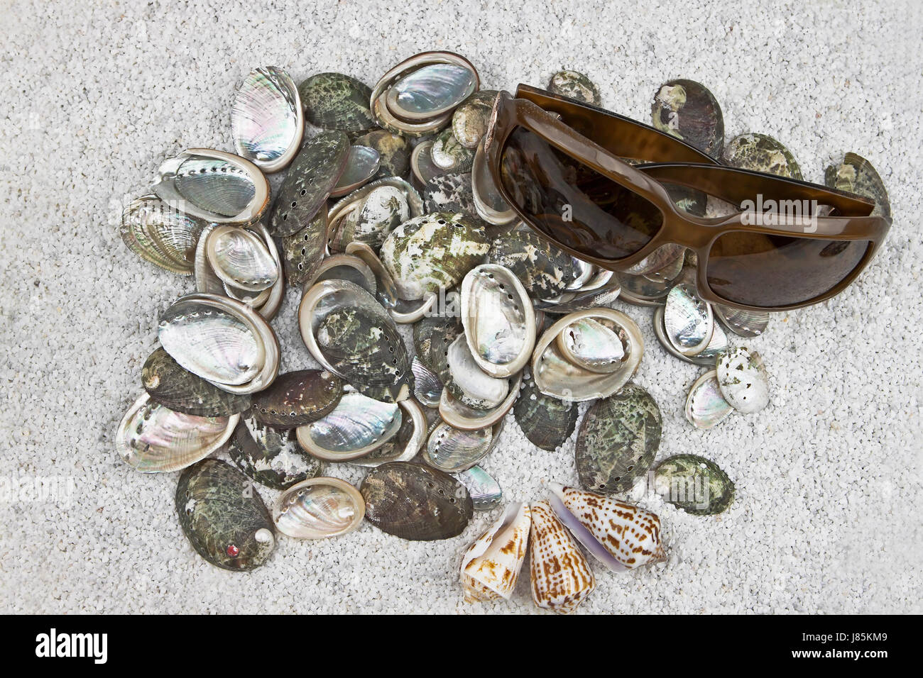 beach seaside the beach seashore summer summerly shell blank european ...