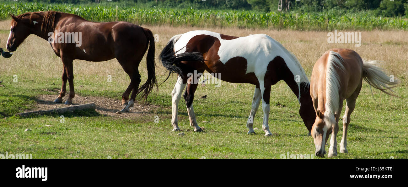 ride horse horses stallion mare stable saddle saddles stall horseriding ...