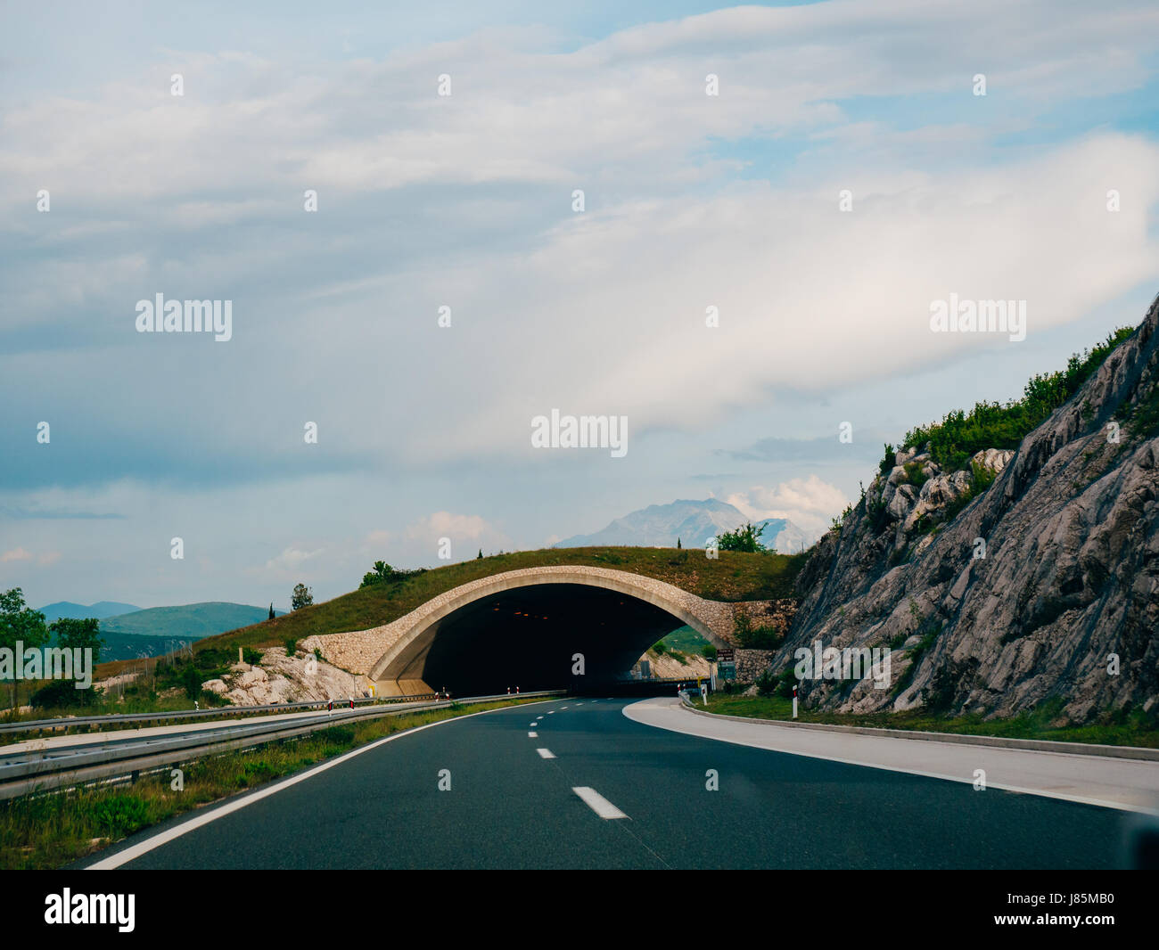Bridge for animals on the road. Green bridge over the road. Safety ...