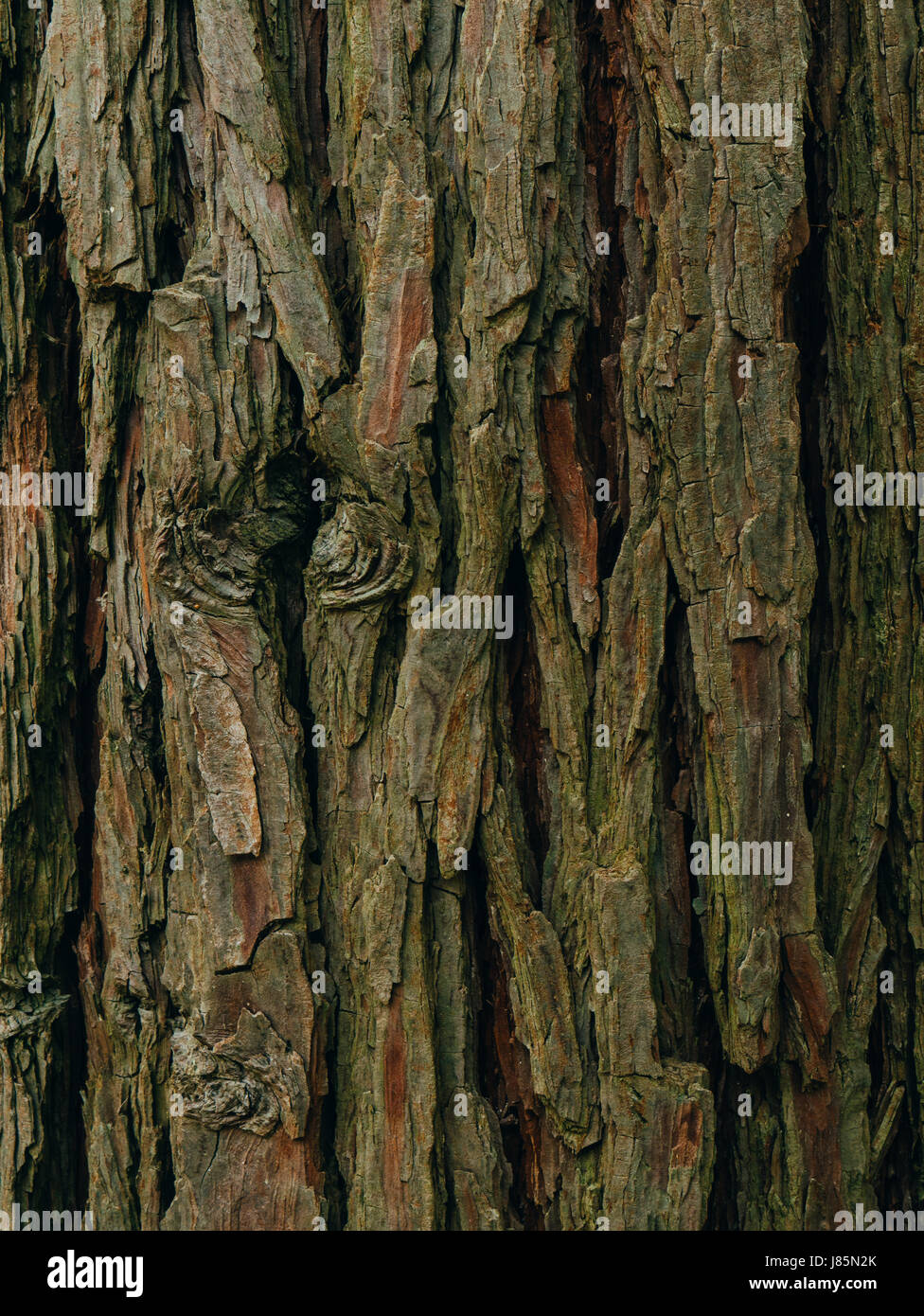 Texture of tree bark in the forest, natural texture Stock Photo - Alamy