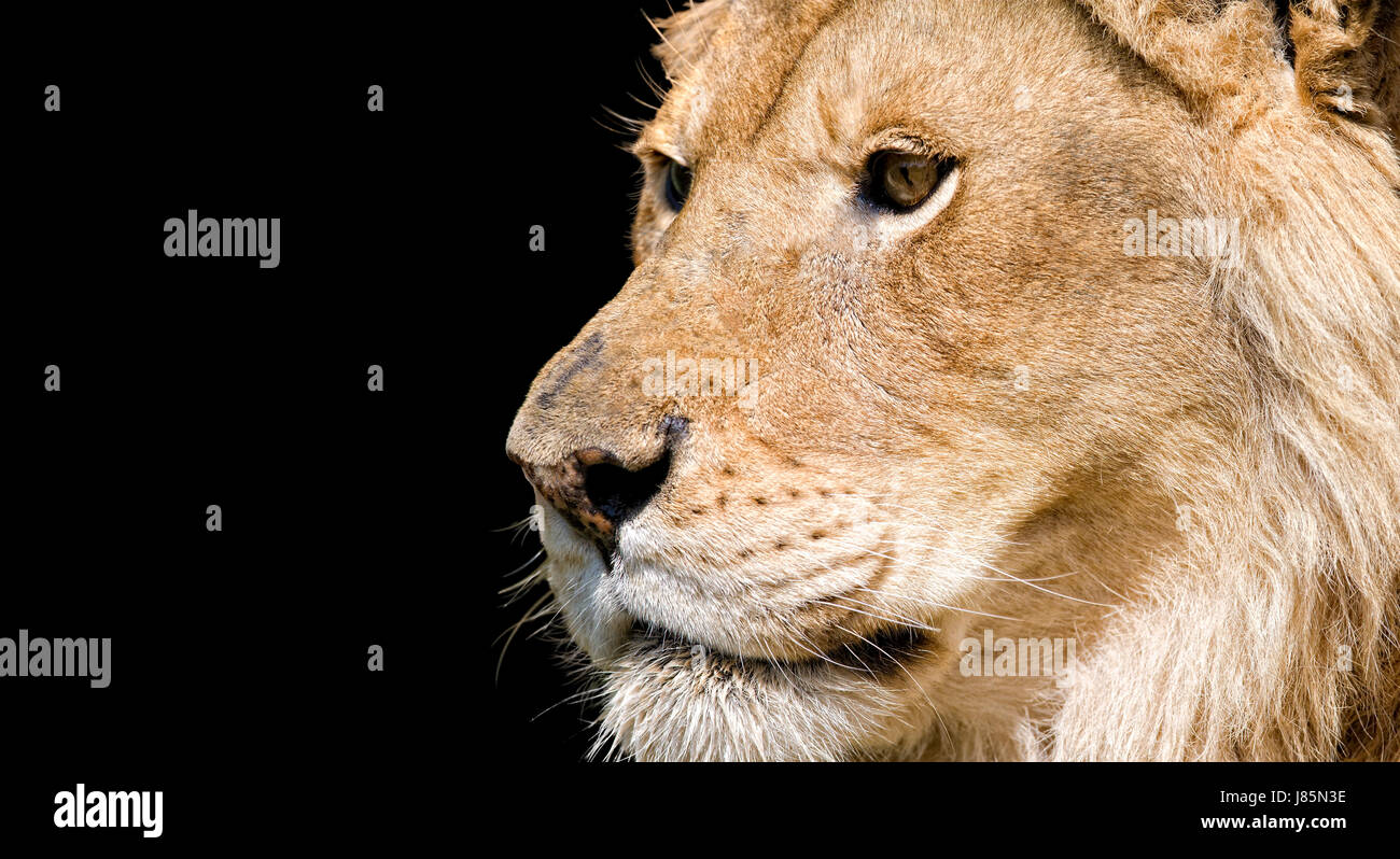 isolated closeup animal lion cat big cat feline predator portrait ...