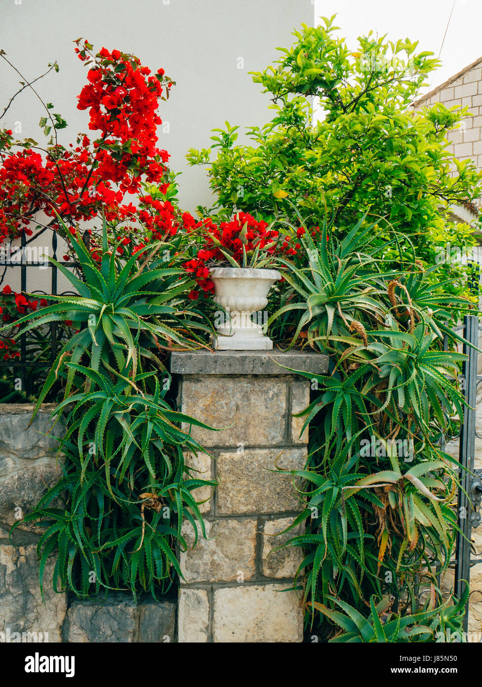Wild aloe on the fence, red flowering bougainvillea tree. Landscape ...