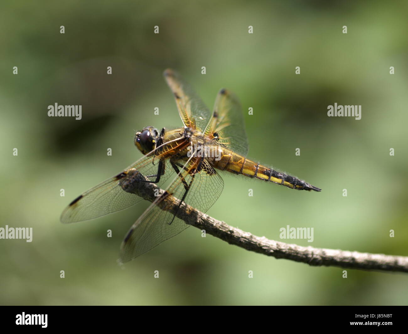 insect insects hunter dragonfly dragonflies predator bandit raider ...