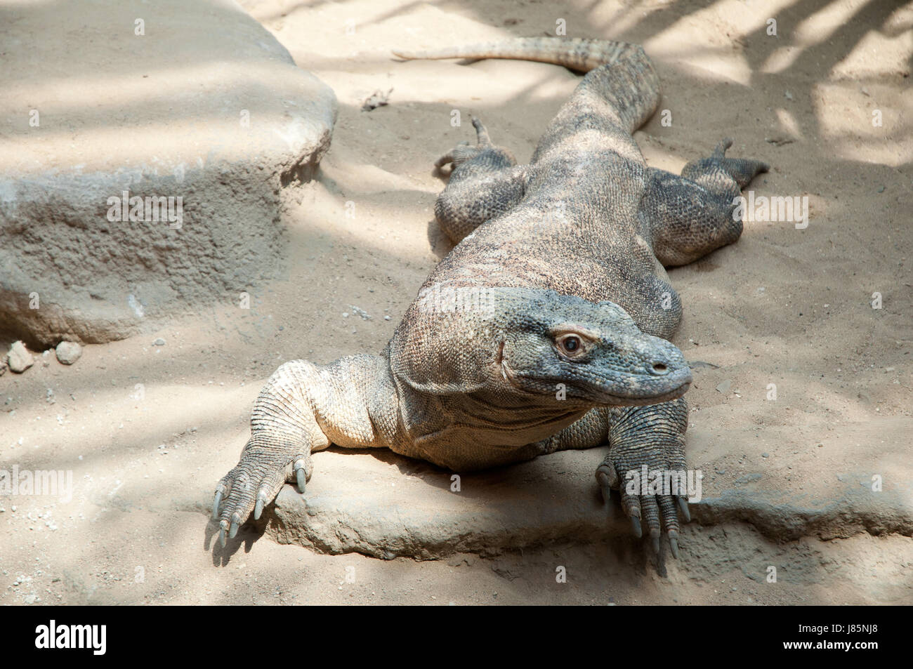 lizard wildlife predator danger animal reptile fauna wild lizard giant ...