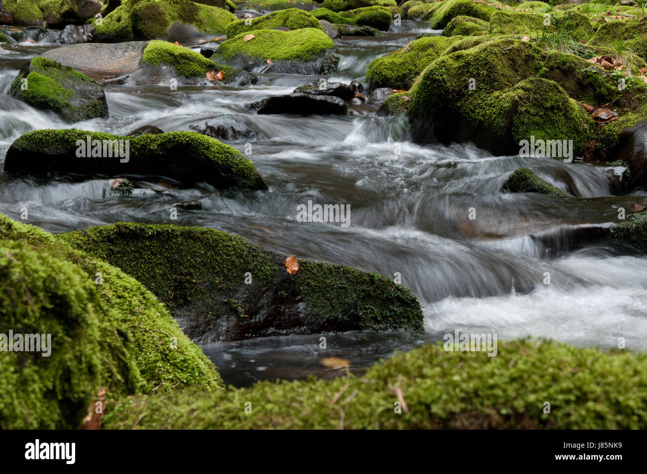 leaf stream moss scenery countryside nature stones fall autumn leaf ...
