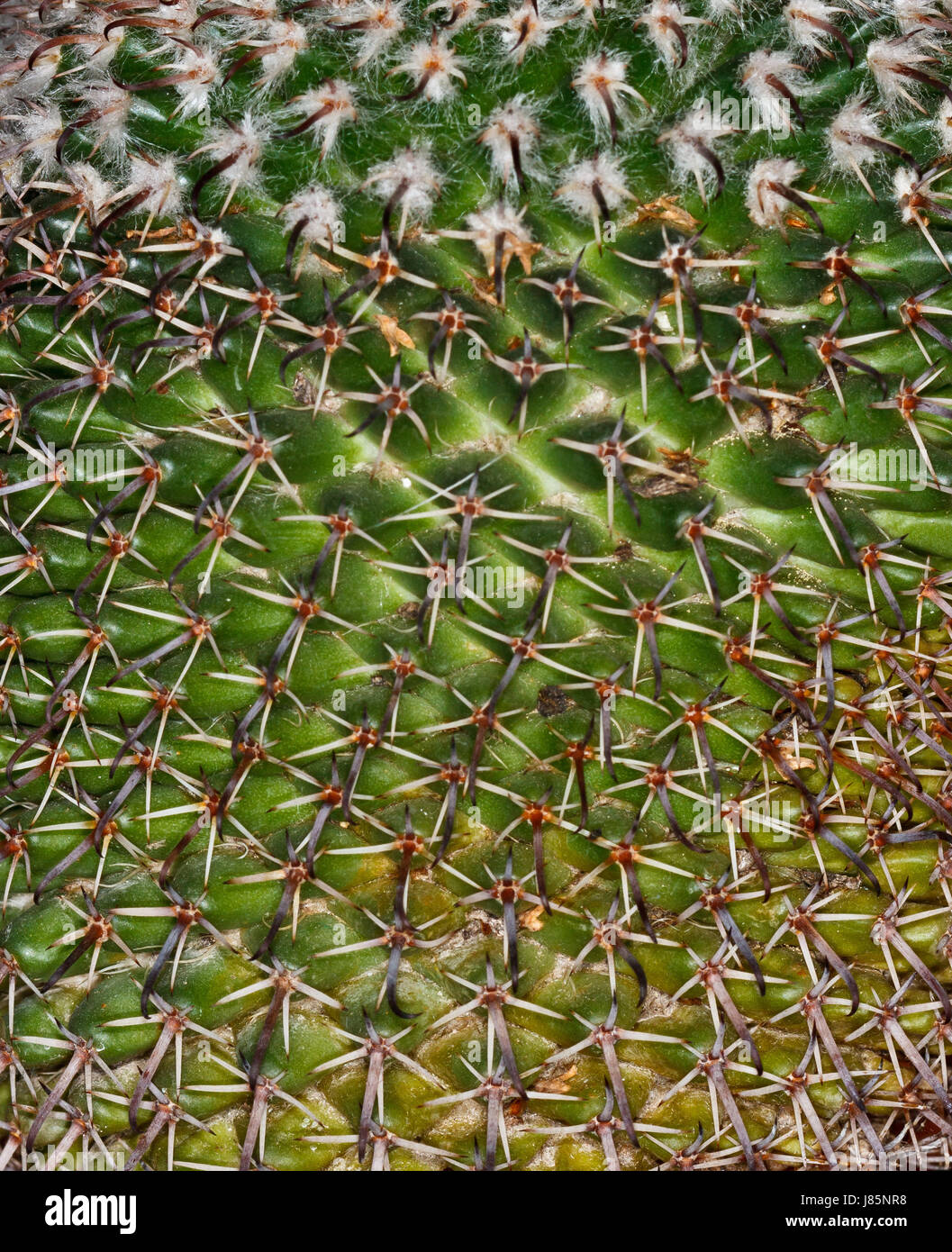 prickle pointed cactus design shaping formation shape model figure ...