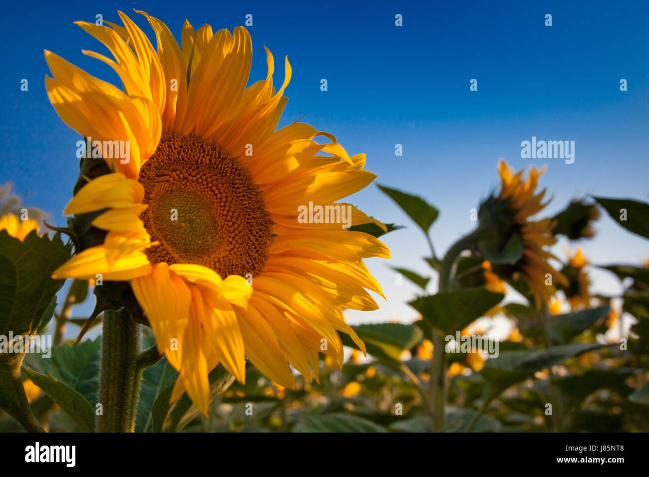 flower plant field summer summerly sunrise sunflower firmament sky ...