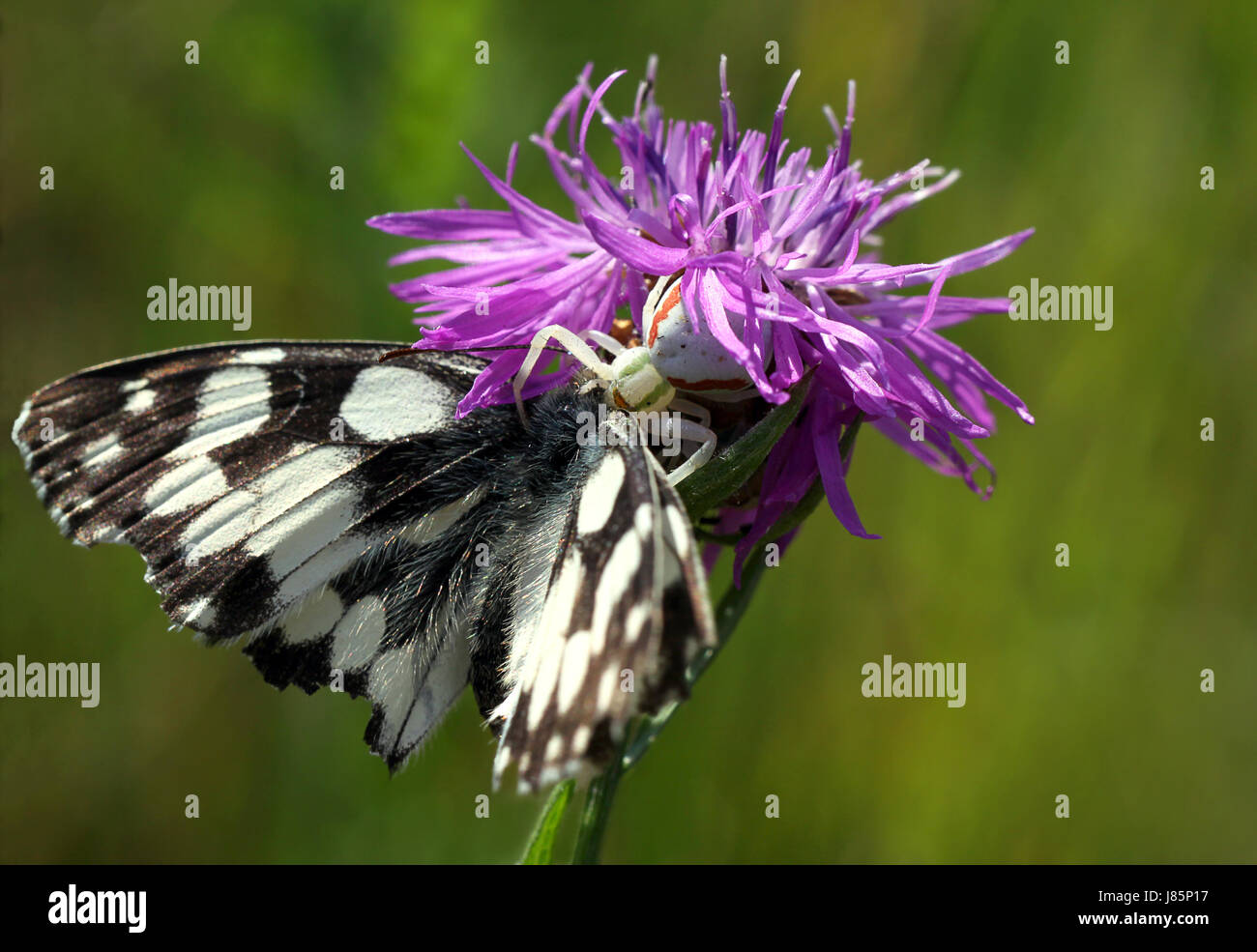prey booty chessboard predator bandit raider death insect bloom blossom ...