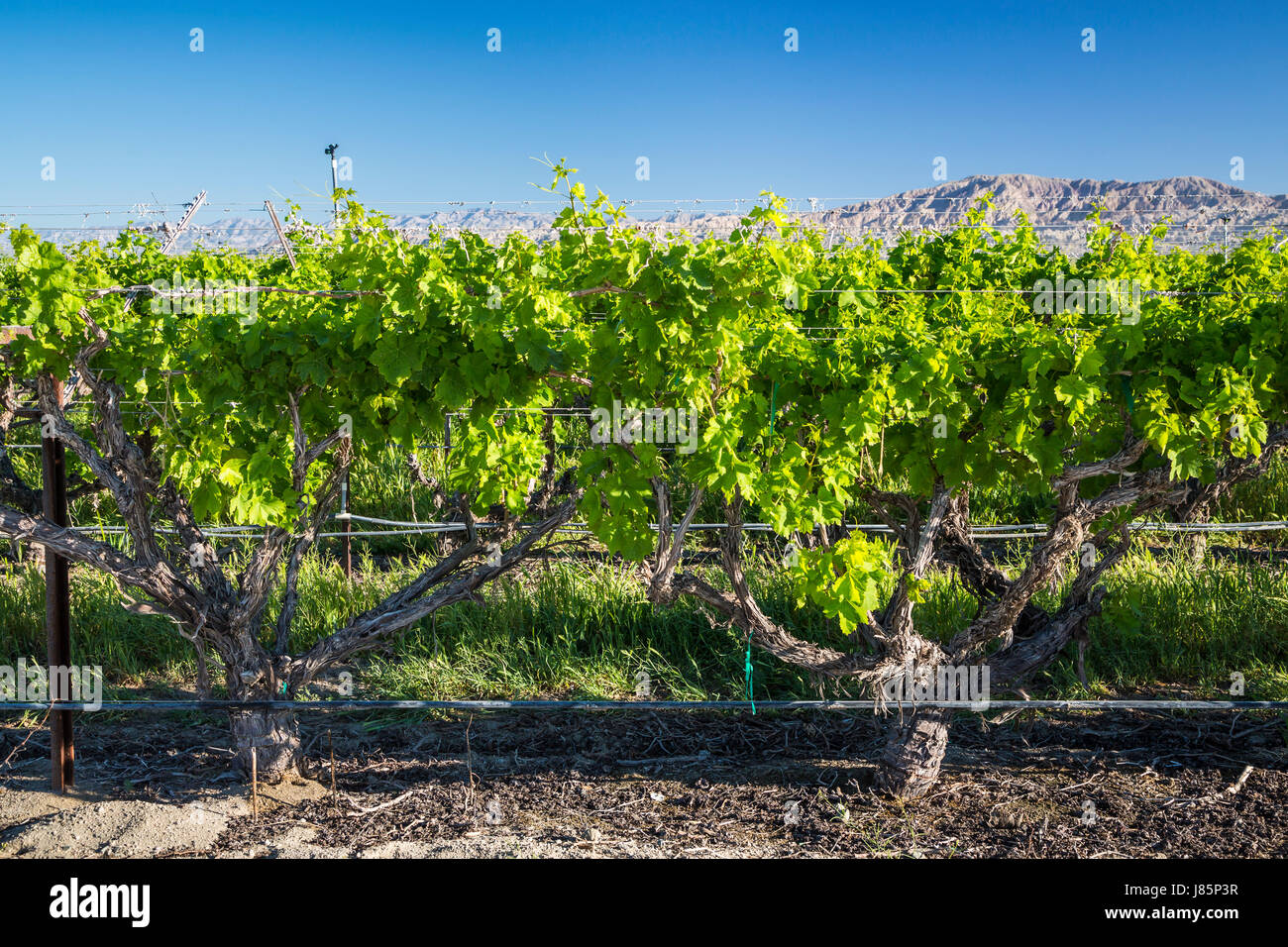 A grape vine in the Imperial Valley of California, USA Stock Photo - Alamy