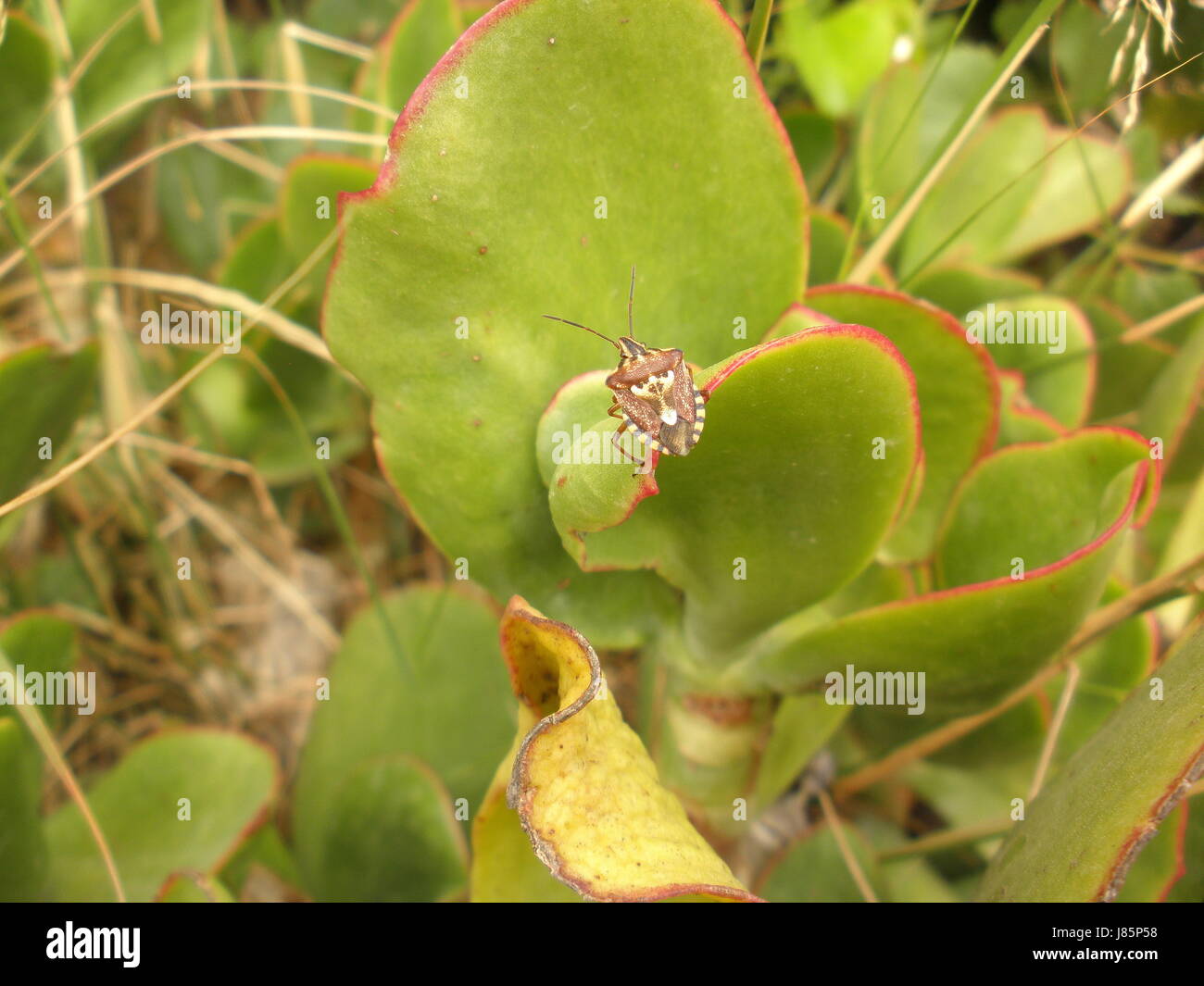 Koexistenzen hi-res stock photography and images - Alamy