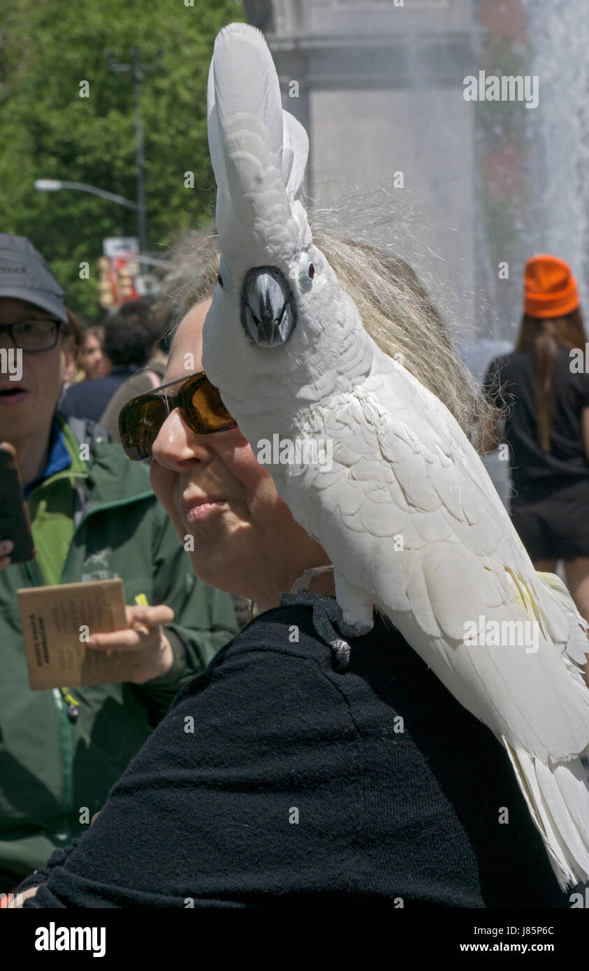 A woman in Washington Square Park in Greenwich Village in New York with ...