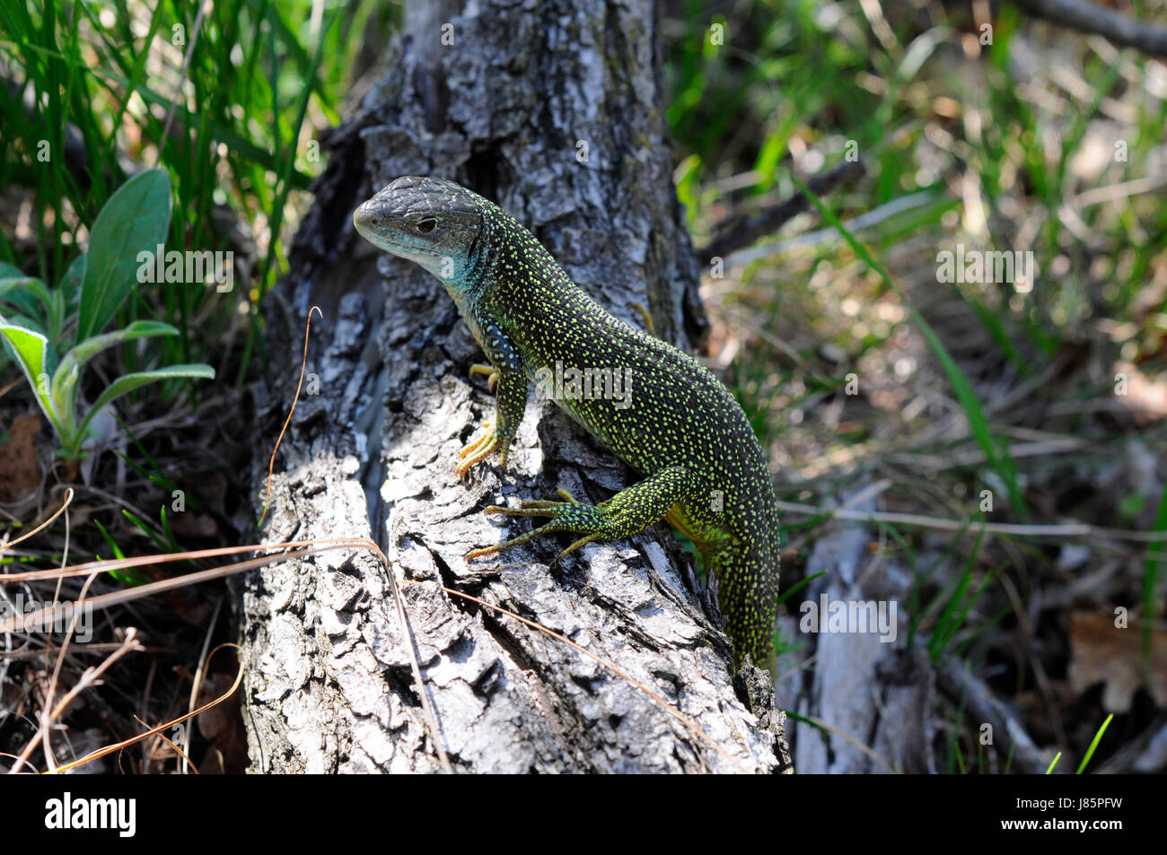 Reptile lizard saurian hovel crawler hi-res stock photography and ...