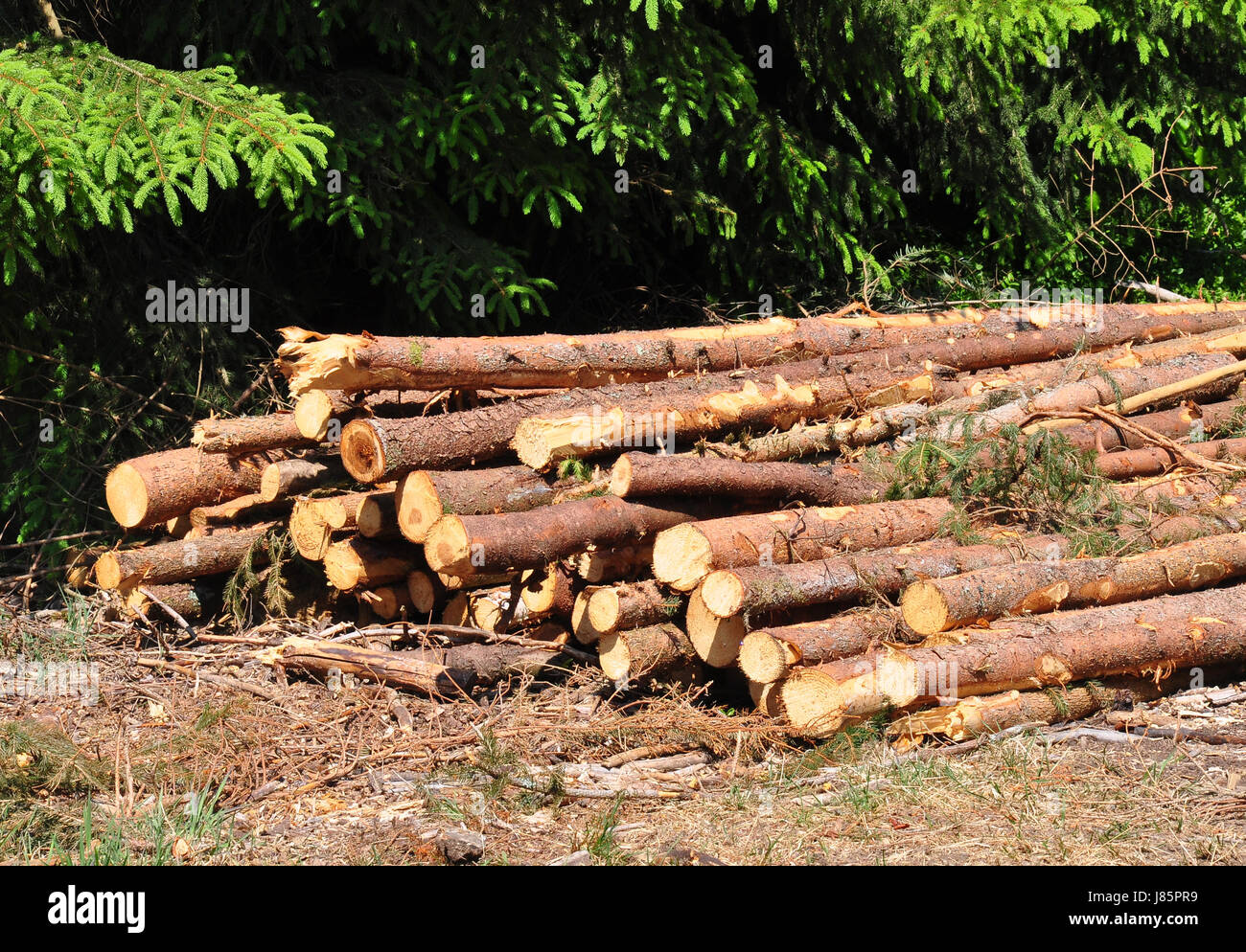 impact tree trees wood trunk tribes fir stack firs forest forestry ...