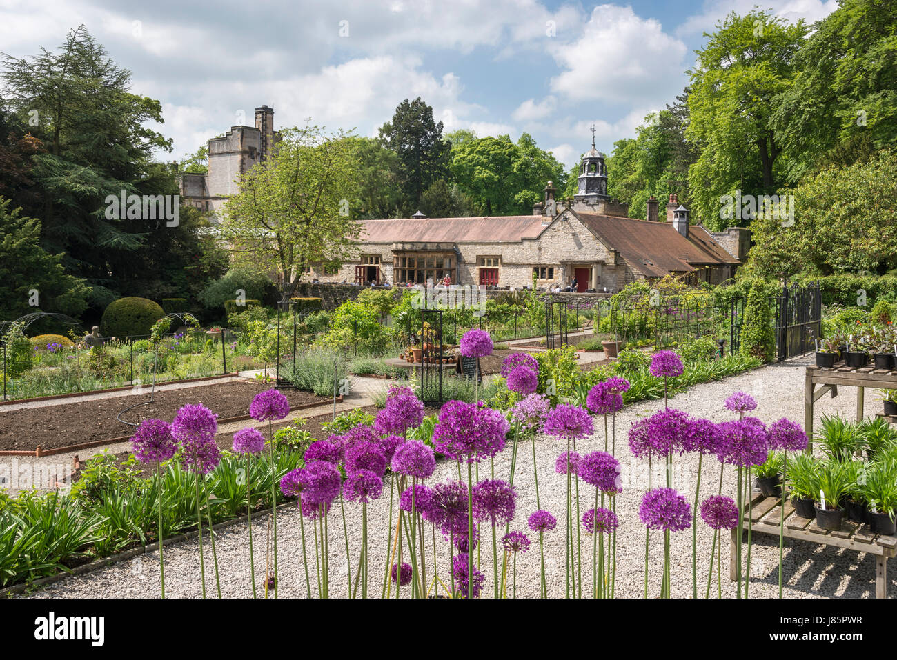 Alliums and Kitchen garden at Thornbridge hall gardens near Great ...