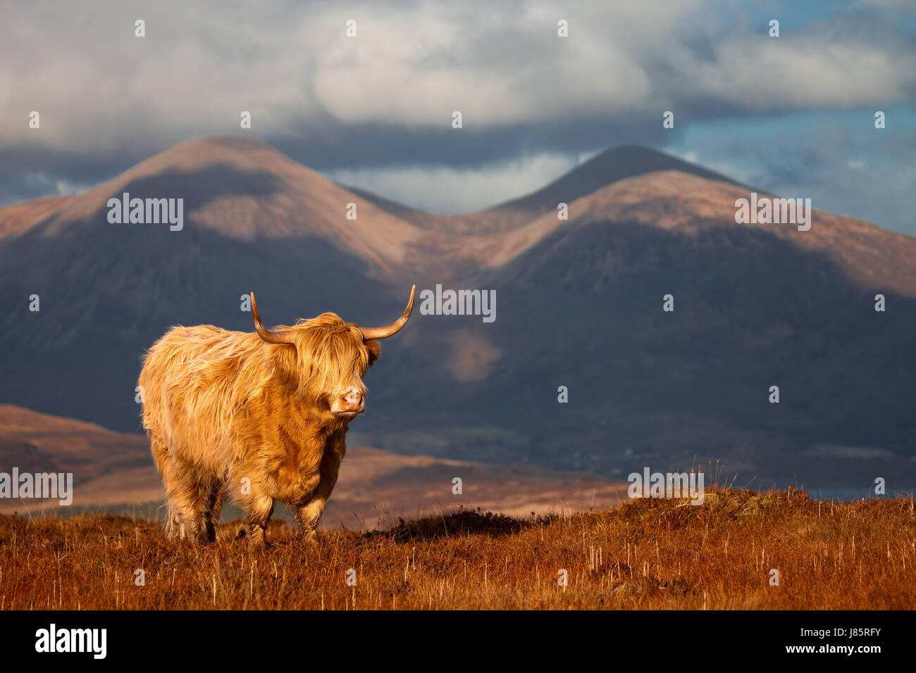 bull cow bovine scotland mountains bull fog cornets fen cow bovine ...