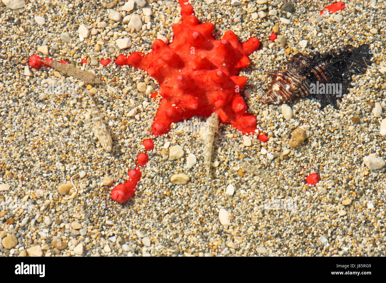 animal starfish aquatic salt water sea ocean water sands sand nature ...
