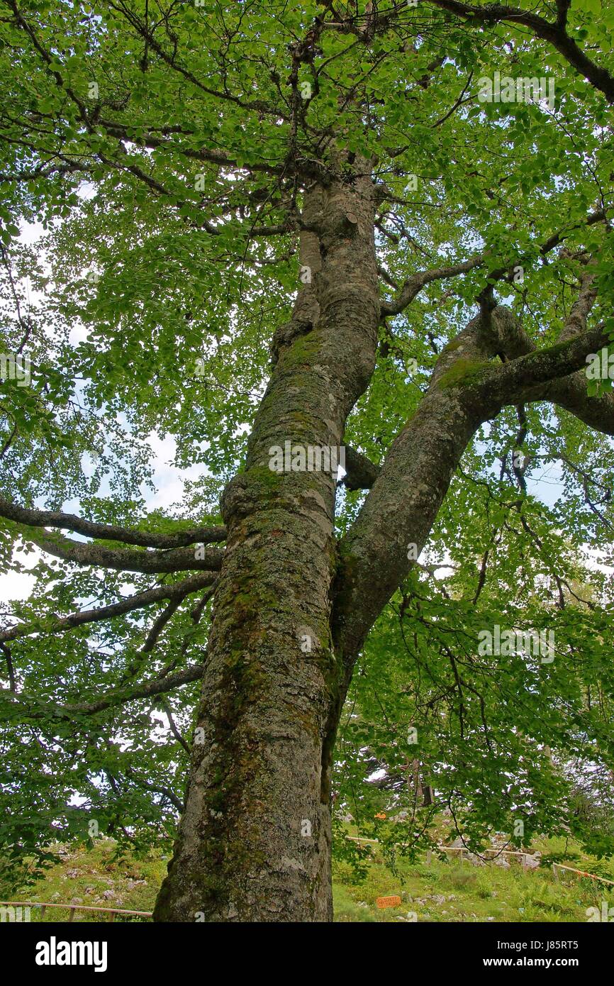 tree alps alp timberline meadow mountain nature trunk leaf tree leaves ...