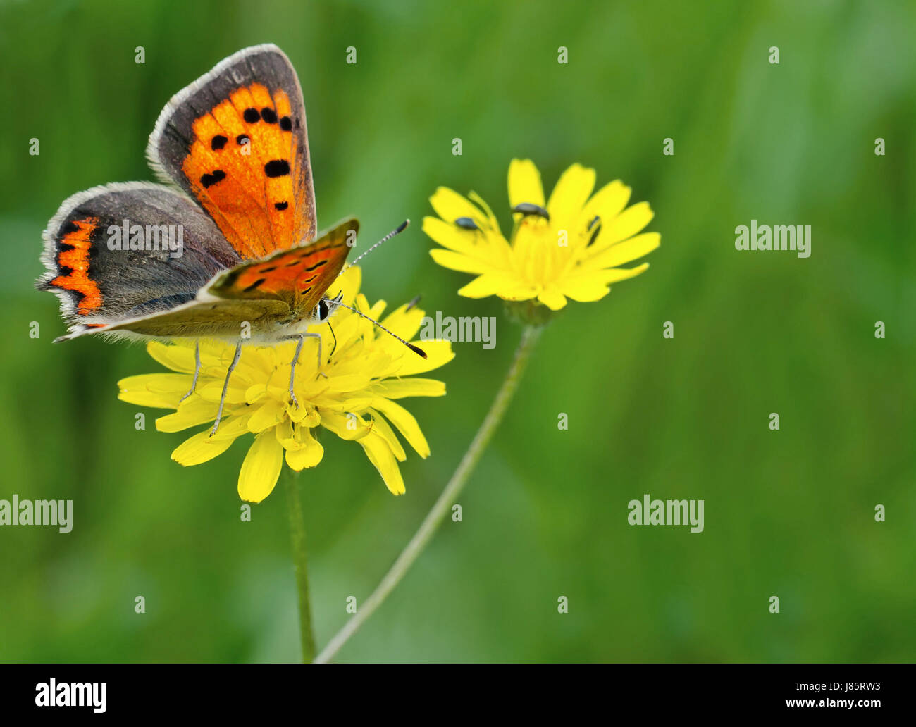 butterfly flower plant green brown brownish brunette butterfly beetle ...