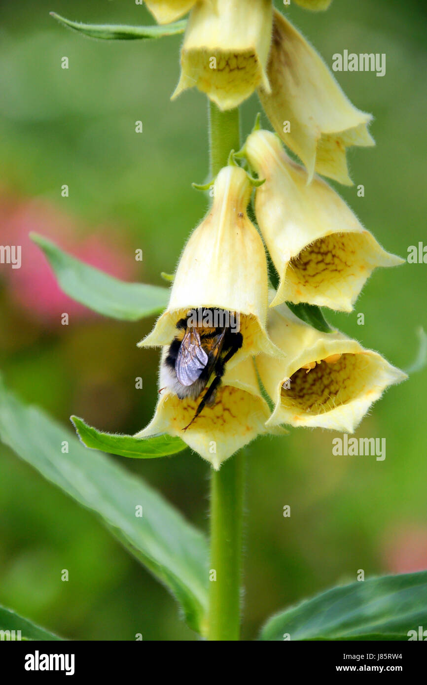 bloom blossom flourish flourishing cold alps alp rock fluff alpine ...