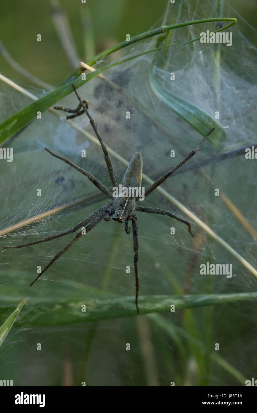 Raubspinne im sommer hi-res stock photography and images - Alamy