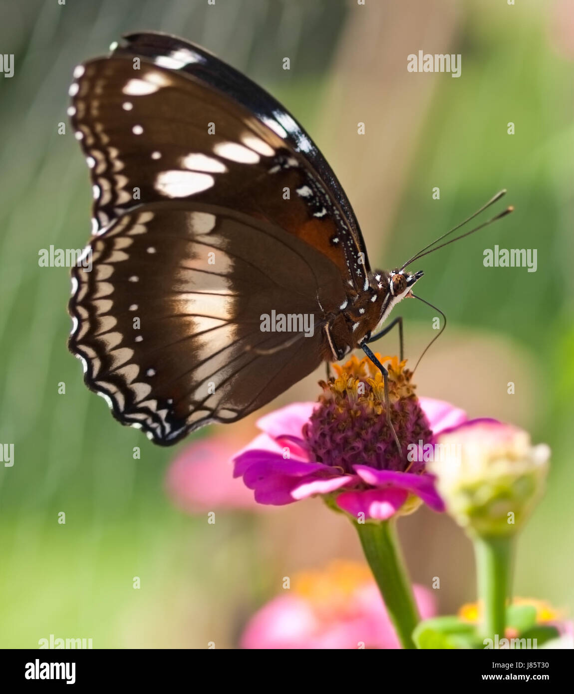 female butterfly female closeup garden insect flower plant butterfly ...