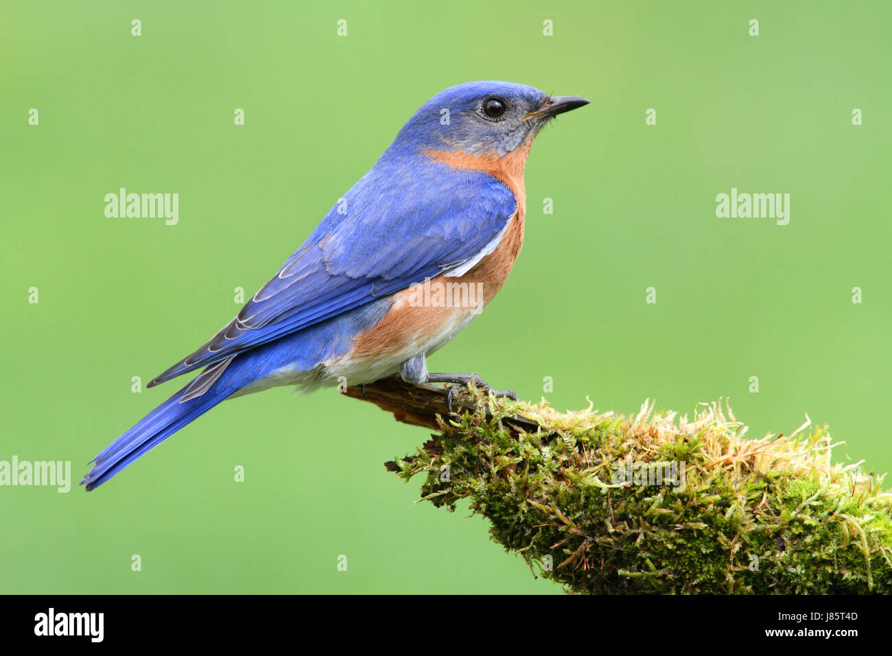 blue bird wild wildlife eastern nature blue animal bird fauna wild male ...