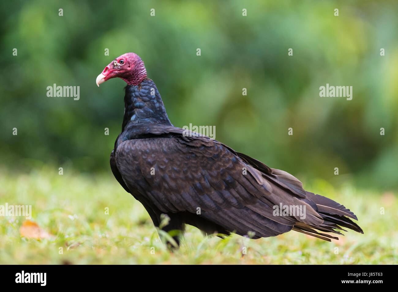 Turkey vulture (Cathartes aura) sitting in meadow, Costa Rica Stock ...