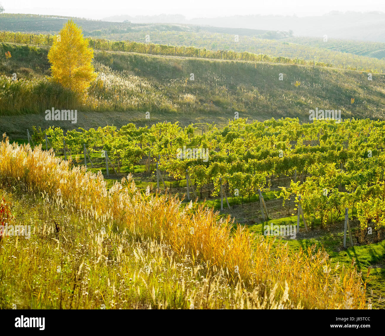wine tree trees agriculture farming vineyards flora botany europe ...