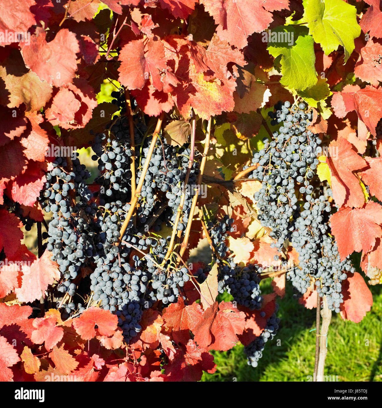 wine leaf detail closeup leaves agriculture farming wine vineyards ...