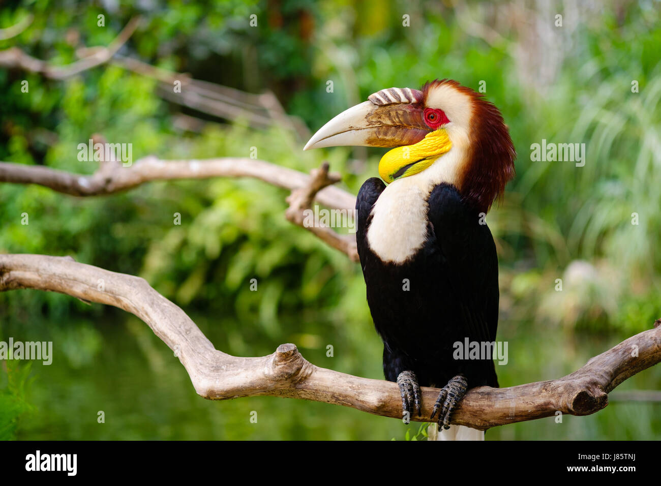 Pouched beak hi-res stock photography and images - Alamy