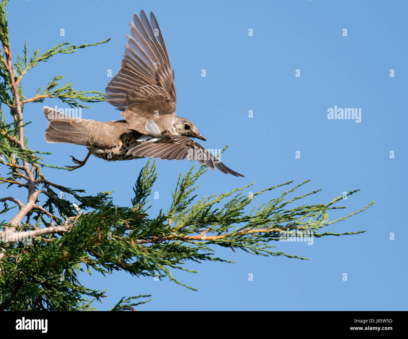 Thrush taking off from tree hi-res stock photography and images - Alamy