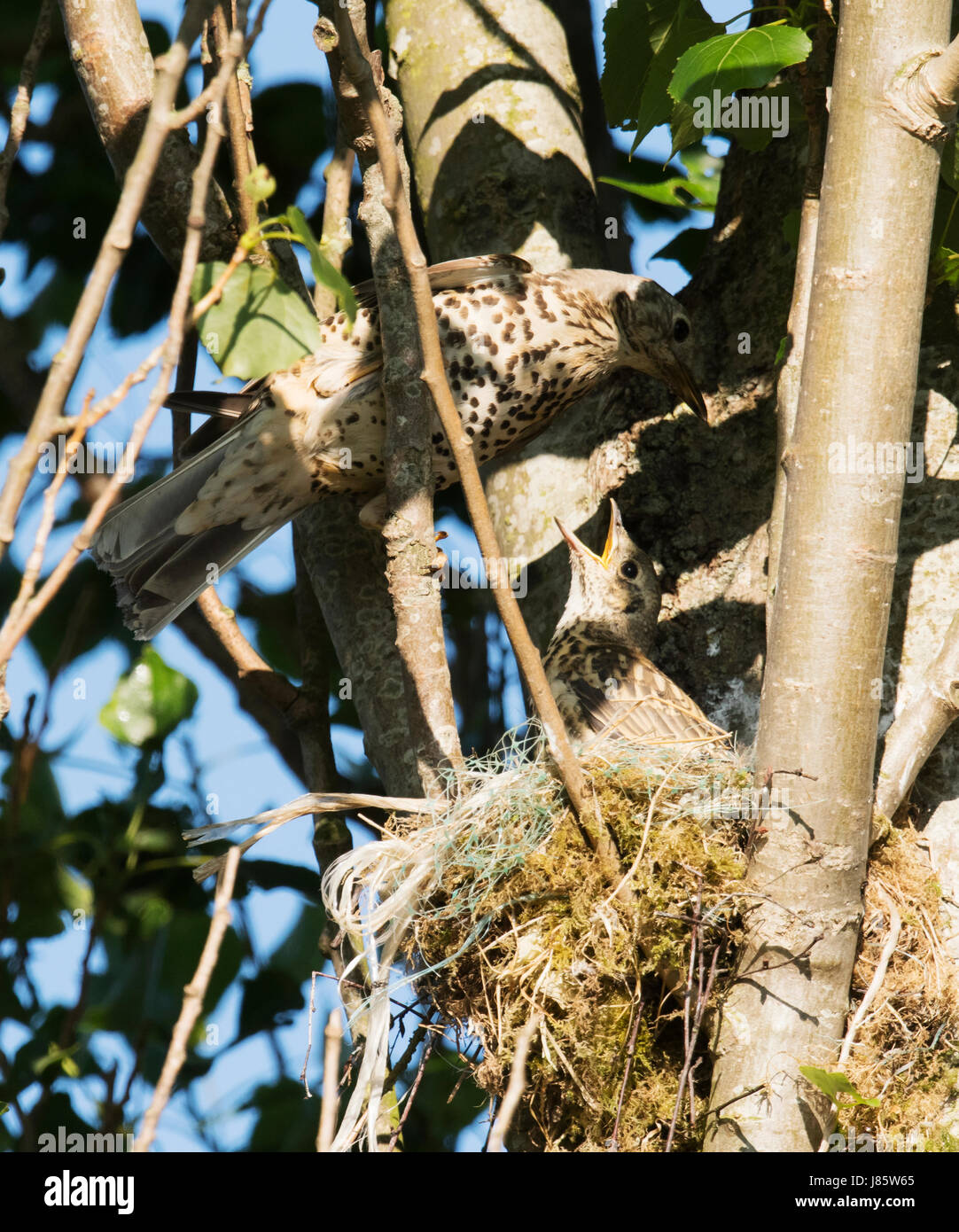 Mistle thrush in nest hi-res stock photography and images - Alamy