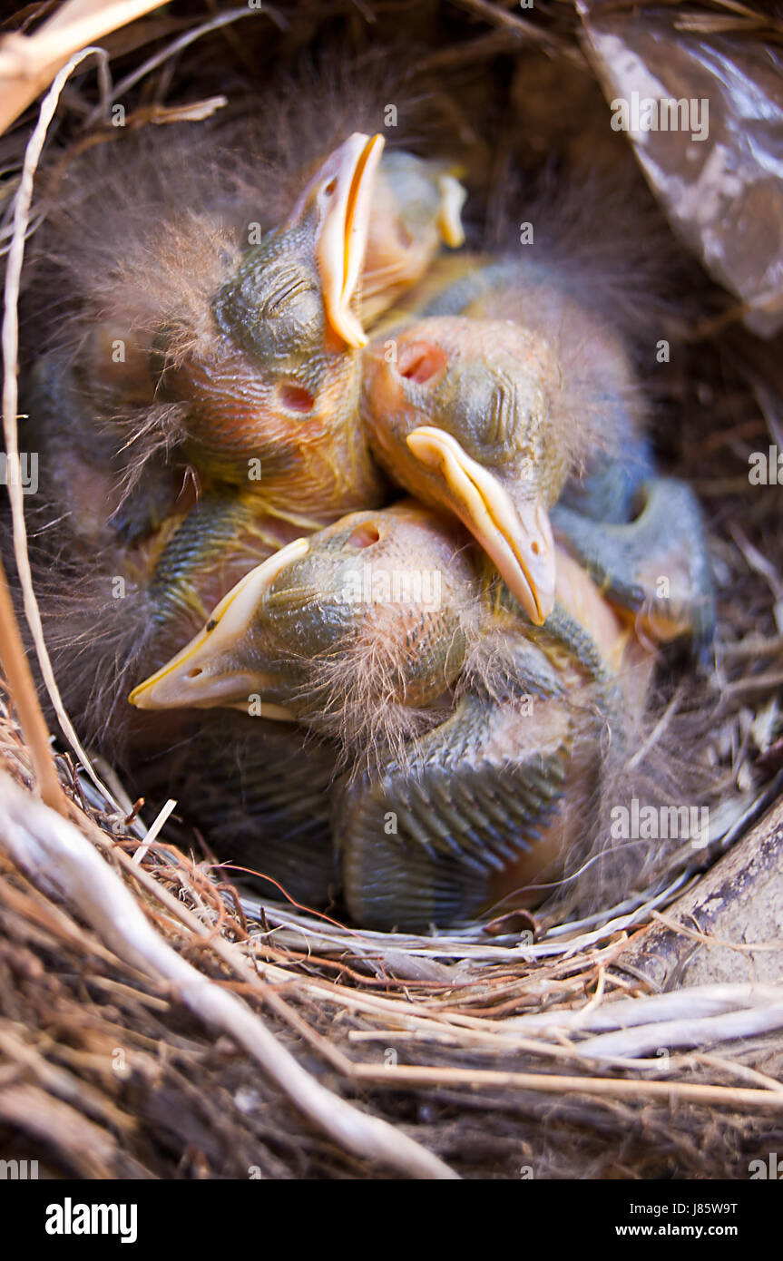 bird animals birds nest young animal blackbirds spawn squabs bird ...