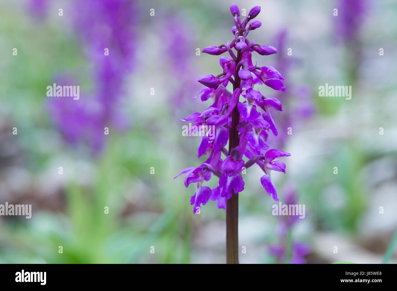 Early puple hi-res stock photography and images - Alamy