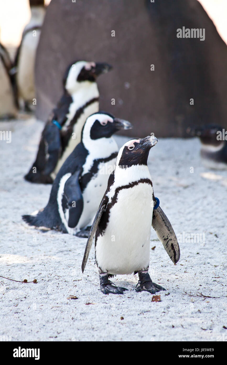 humans human beings people folk persons human human being walk go going ...