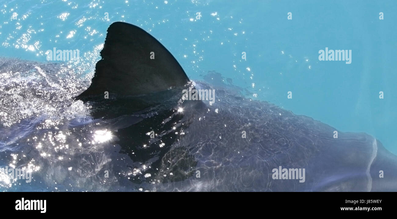 Fatal shark attack hi-res stock photography and images - Alamy