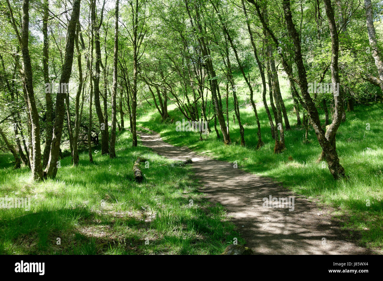 Woodland walks around the Callander Crags Stock Photo - Alamy