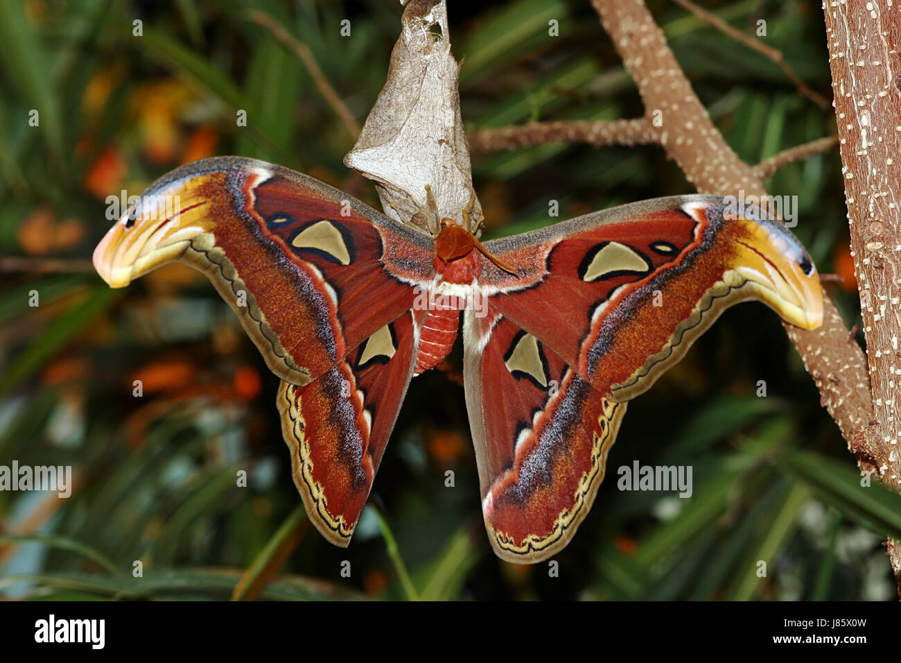 insect butterfly moth wait waiting beautiful beauteously nice ...