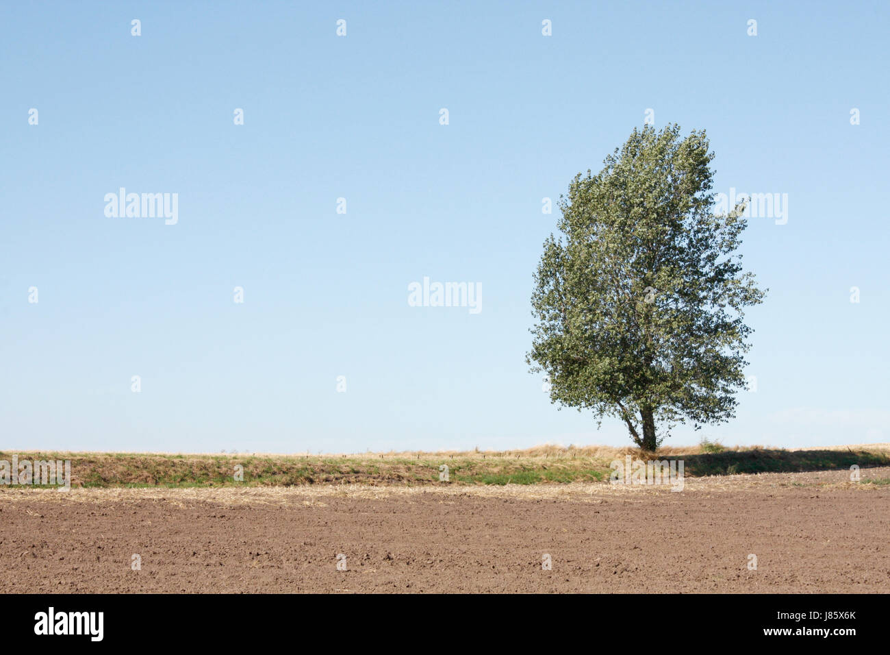 blue composition tree ground soil earth humus field horizontal sight ...