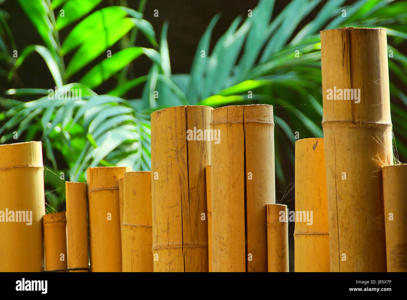 bamboo blade reed meadow grass lawn green tube pipe plant leaf leaves ...