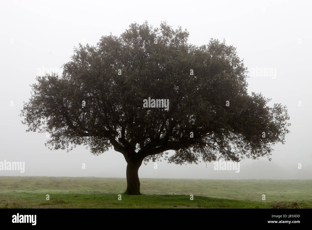 big large enormous extreme powerful imposing immense relevant tree ...