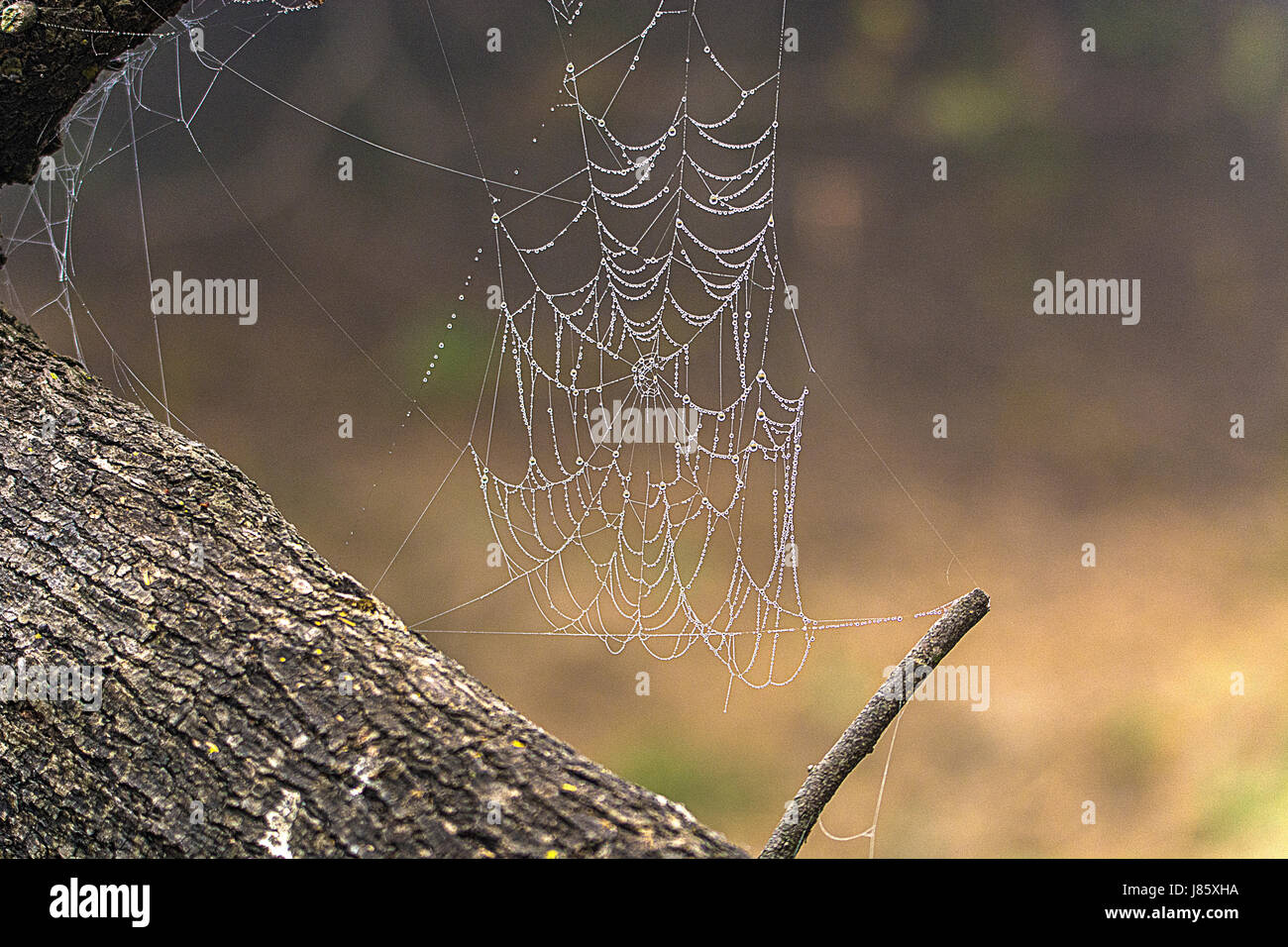 Spiders of india hi-res stock photography and images - Alamy