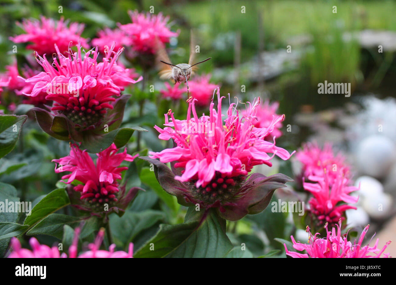 wing pollen nettle garden flower plant butterfly wing nectar pollen ...