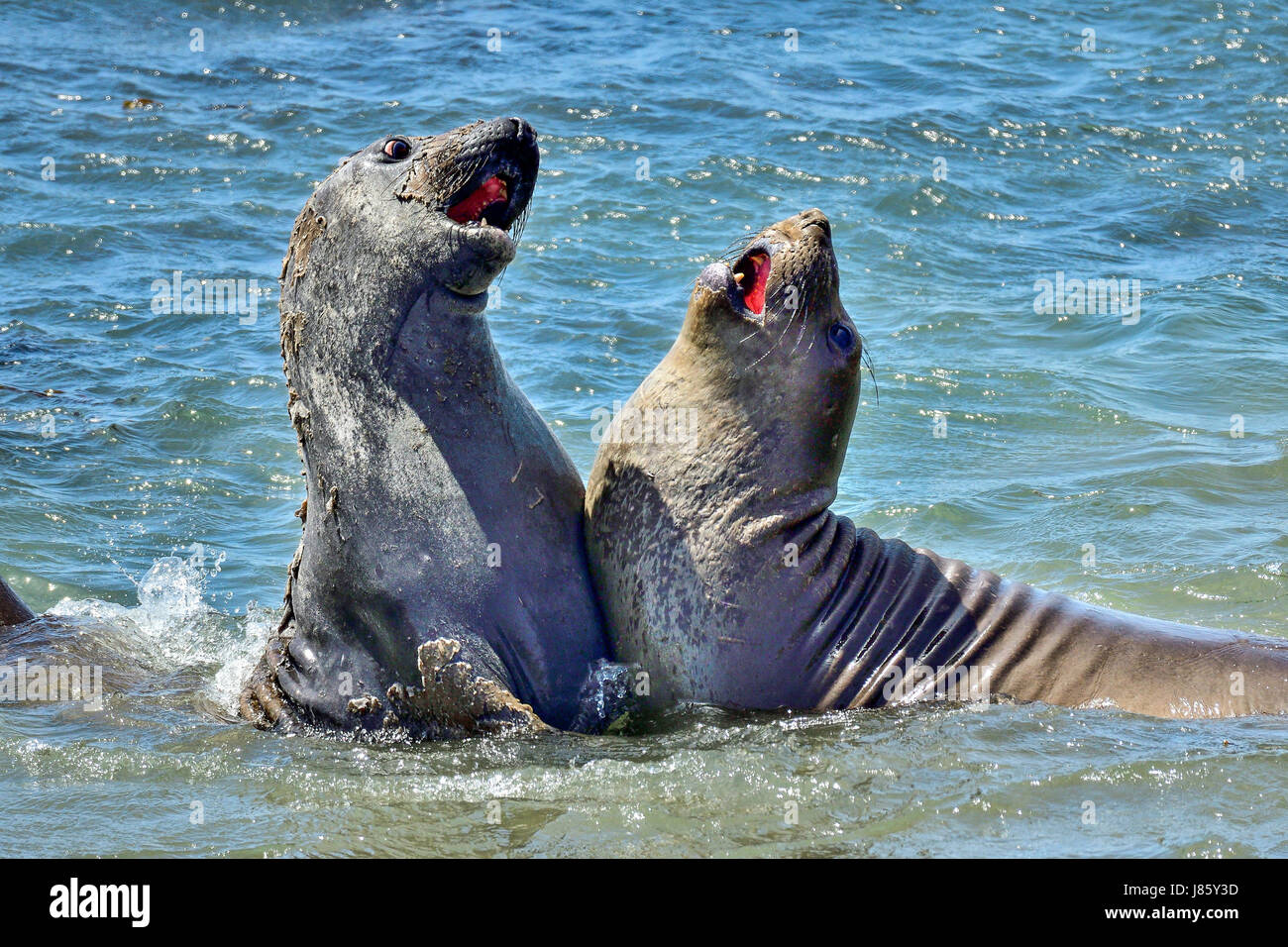 Northern Elephant Seal Stock Photo - Alamy