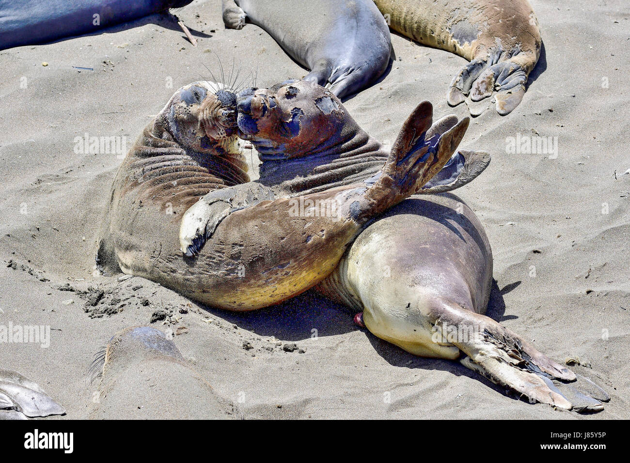 Northern Elephant Seal Stock Photo - Alamy